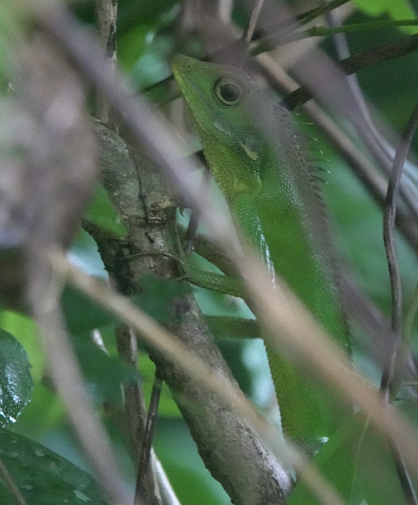 Marbled Crested Lizard from Ilawod, Caramoan, Camarines Sur ...