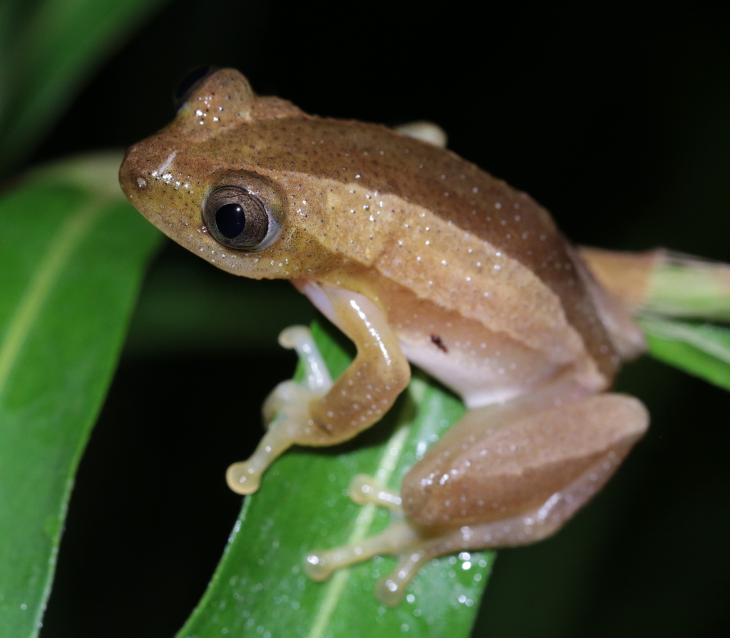 Fornasini's Spiny Reed Frog from Greater St Lucia Wetland Nature ...