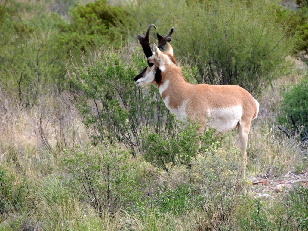 Mexican Pronghorn (Antilocapra americana mexicana) - Know Your Mammals