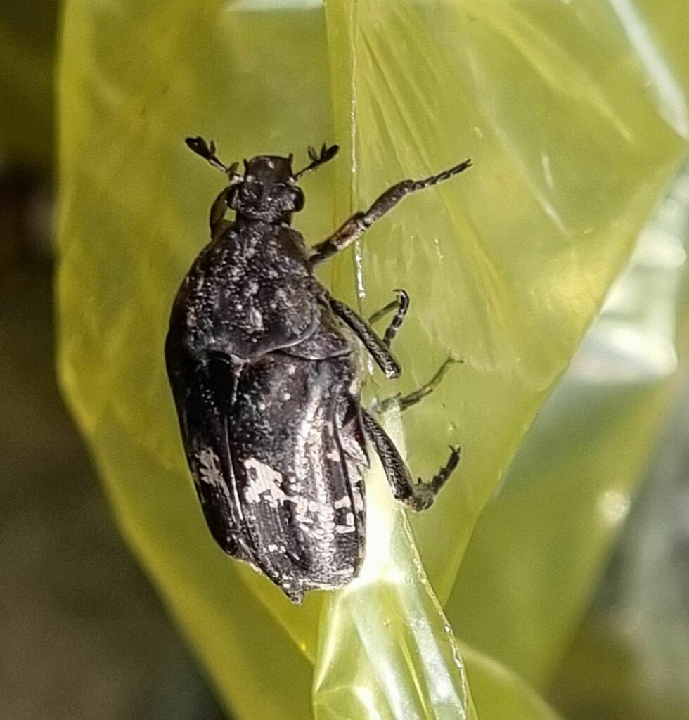 Mango Flower-beetle from An Khánh, Ninh Kiều, Cần Thơ, Vietnam on ...