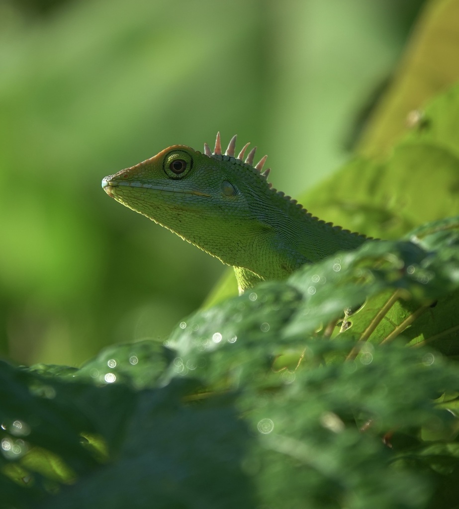 Marbled Crested Lizard from Salvacion, Caramoan, Camarines Sur ...