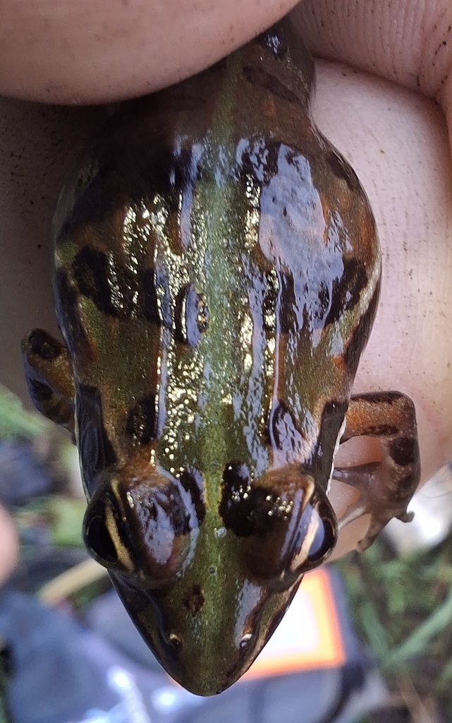 Common River Frog from Lepelle-Nkumpi Local Municipality, South Africa ...