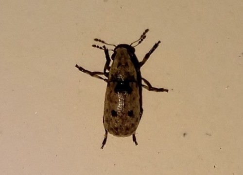 Euparius modicus · iNaturalist