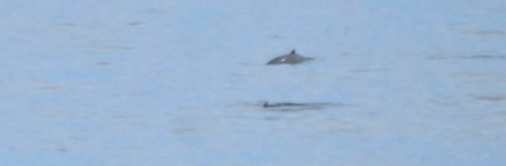 Mesoplodont Beaked Whales on January 29, 2025 at 07:45 AM by afahawkins ...