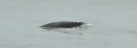 Mesoplodont Beaked Whales on January 29, 2025 at 08:21 AM by afahawkins ...