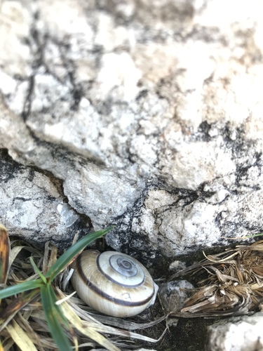 Chilostoma frigidum · iNaturalist