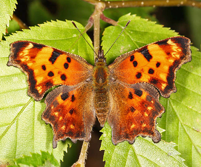 Green Comma from Dixville, NH, USA on August 15, 2006 at 04:15 PM by ...