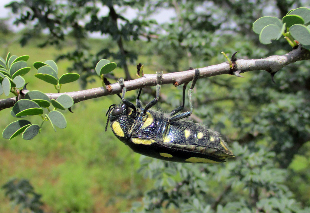 Giant Jewel Beetle from Serowe Botswana on February 18, 2025 by ...