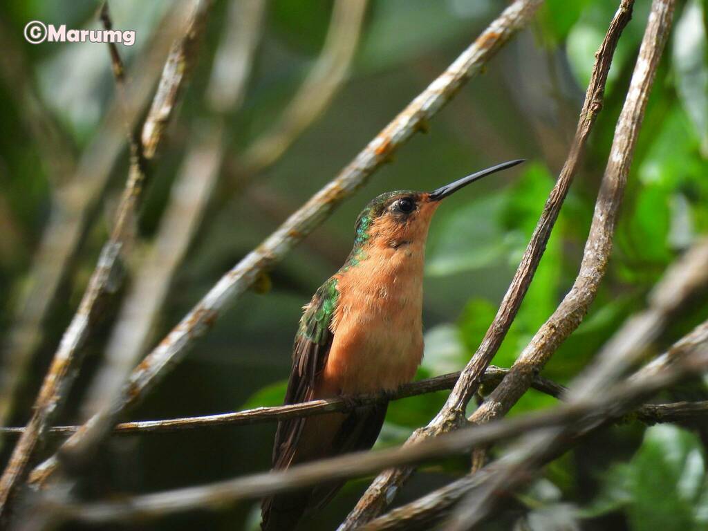 Rufous Sabrewing from Benito Juárez El Plan, Chis., México on December ...