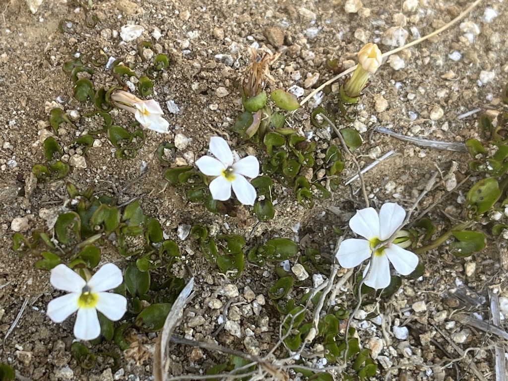 Hypsela from Fiordland National Park, Fiordland National Park ...