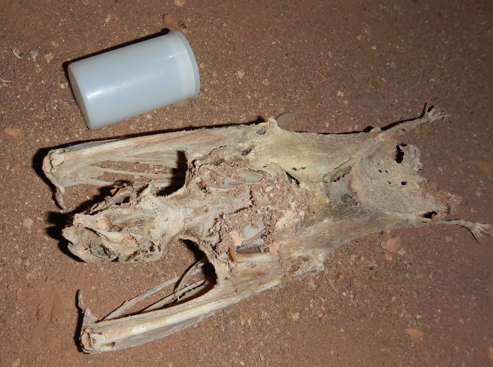 Macroderma gigas (Dobson, 1880)