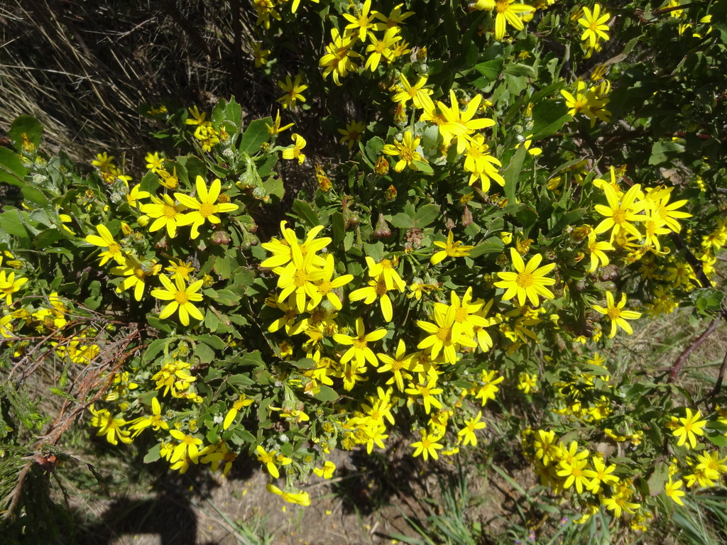Bietou from Silver Mine (Nature Reserve), Cape Town, South Africa on ...
