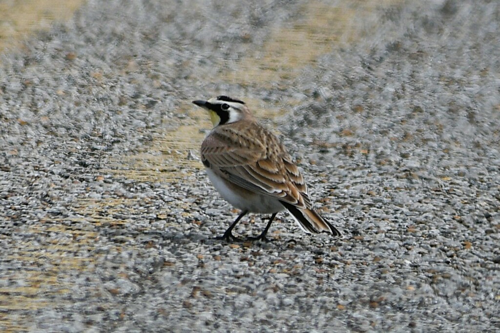 Horned Lark from Martin, TN, USA on February 18, 2025 at 01:20 PM by ...