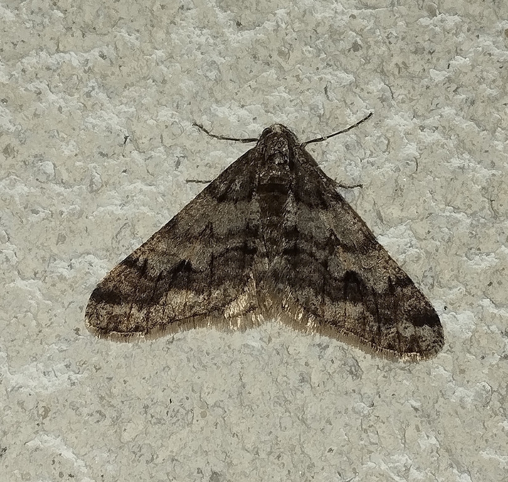 Spring Usher Moth from Reboredo (Granxa- Escola), 36589 Silleda ...