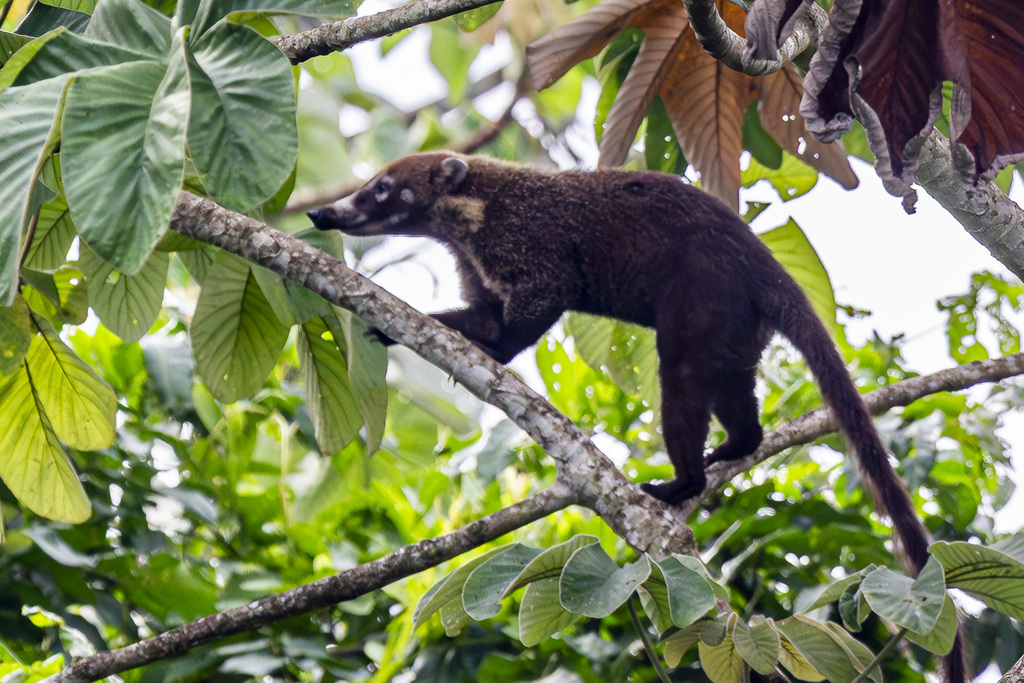 White-nosed Coati from Colón District, Colón Province, Panama on July ...