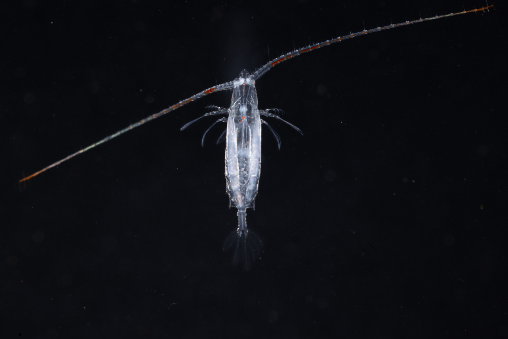 Calanus simillimus on February 13, 2025 at 10:36 PM by Gonzalo Giribet ...