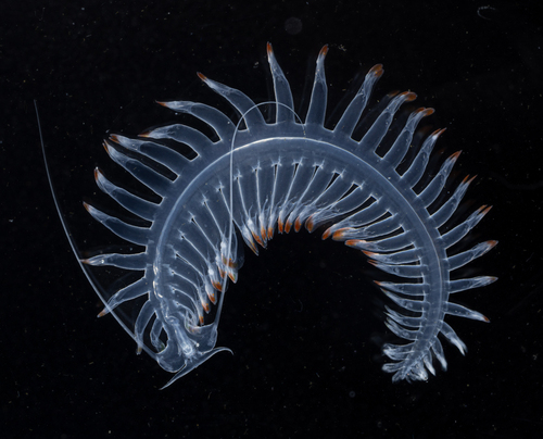 Tomopteris carpenteri · iNaturalist Mexico