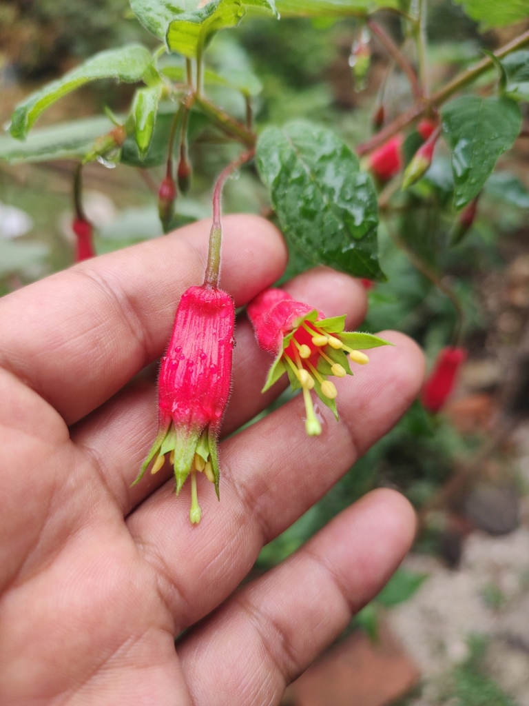 Fuchsia splendens from San Cristóbal de las Casas, MX-CH, MX on ...