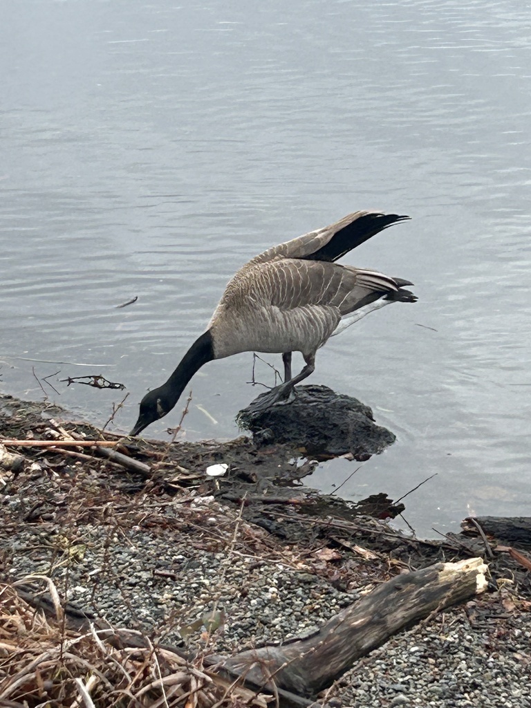 Canada Goose from University of Washington, Seattle, WA, US on February ...