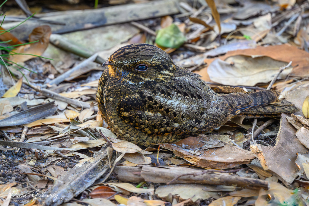 Chuck-will's-widow from Green Cay Nature Center & Wetlands, 12800 Hagen ...