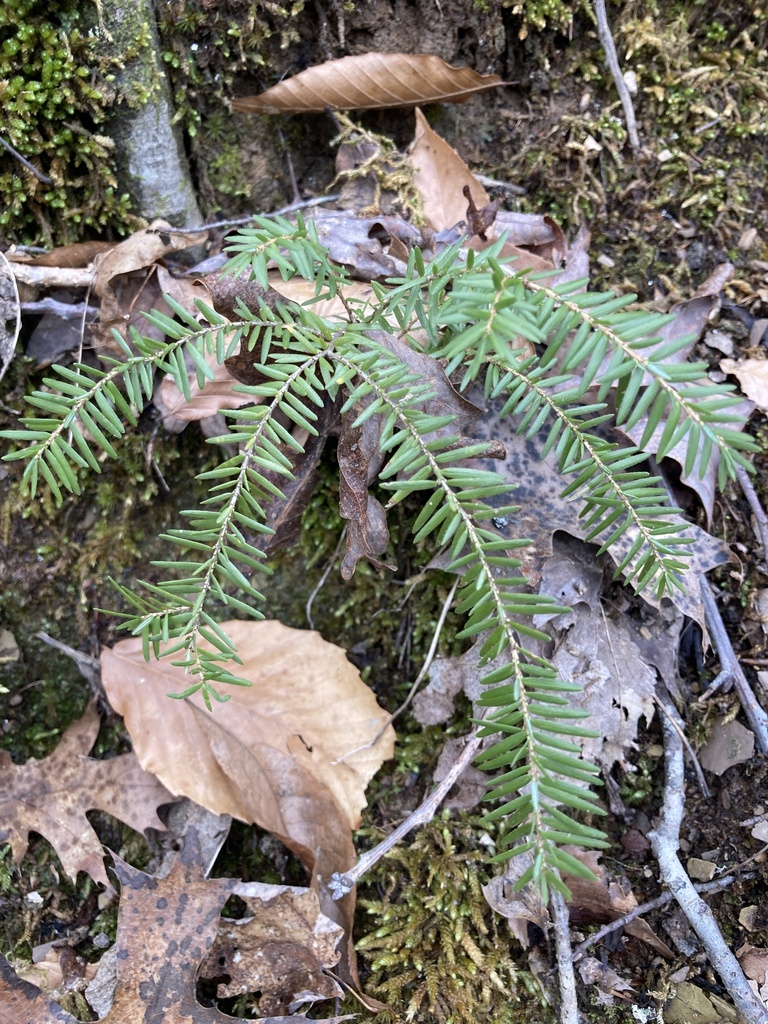 eastern hemlock from Washburn, TN, US on February 18, 2025 at 02:20 PM ...