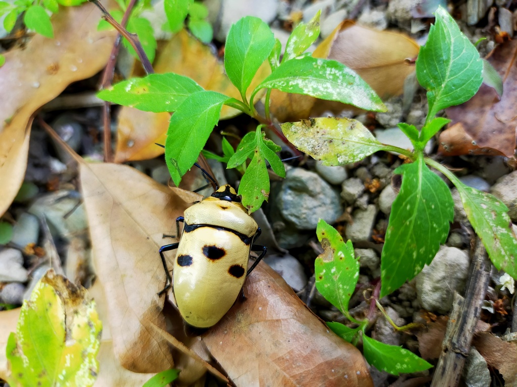 Death Head Bug from 982台灣花蓮縣卓溪鄉 on March 7, 2023 at 10:54 AM by ...