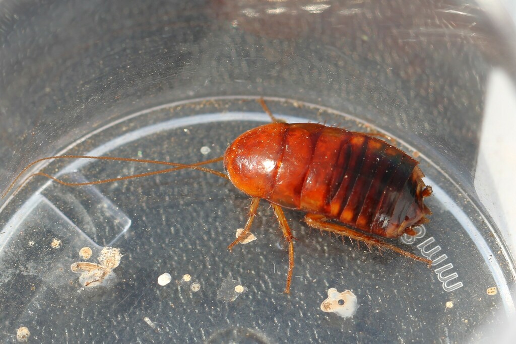 Turkestan Cockroach from Avenue 176, Porterville, CA, US on February 18 ...