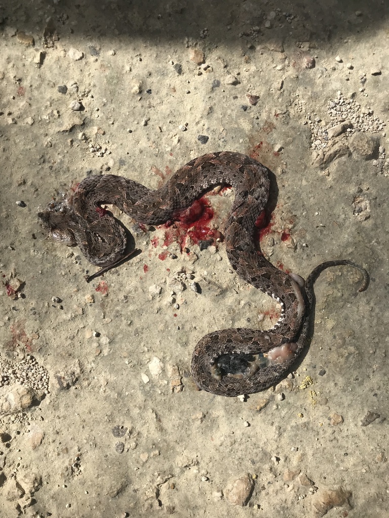 Terciopelo from Solidaridad, Q. Roo., MX on February 18, 2025 at 10:27 ...