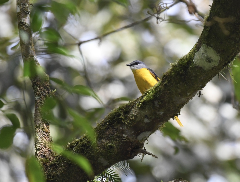 Gray-chinned Minivet from Taman Kinabalu, Kota Belud, Sabah, MY on July ...