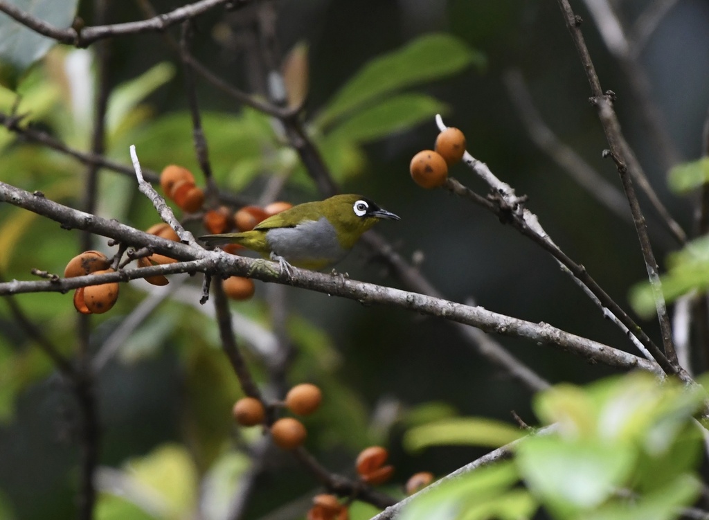 Black-capped White-eye from Taman Kinabalu, Kota Belud, Sabah, MY on ...