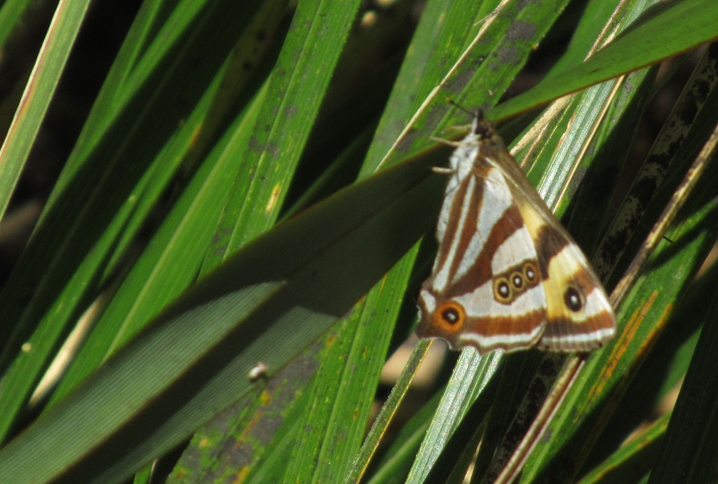 Helm's Butterfly in February 2020 by Roger Frost · iNaturalist