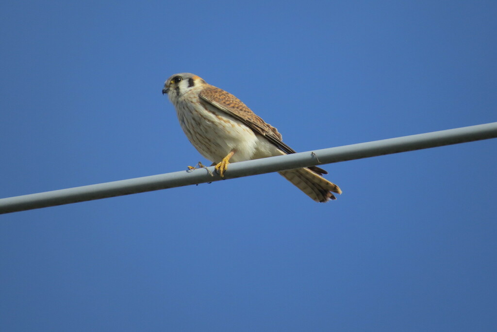 American Kestrel from Ramona Grasslands Preserve, Highland Valley Rd ...