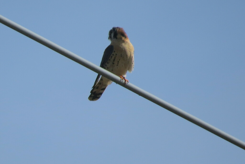 American Kestrel from Ramona Grasslands Preserve, Highland Valley Rd ...
