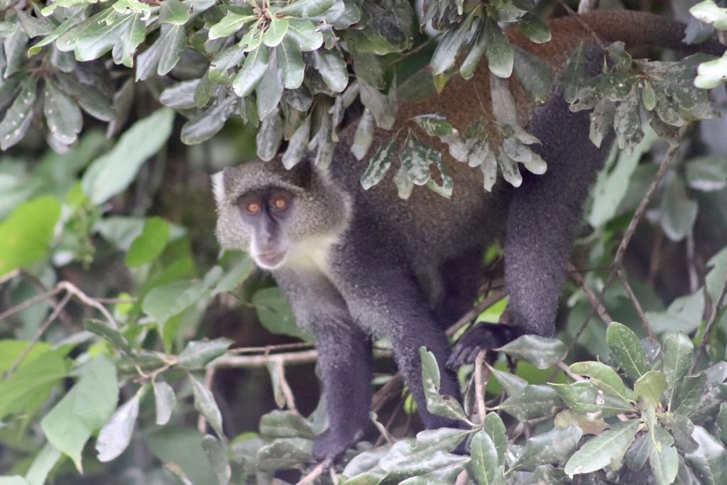 Cercopithecus mitis albogularis (Mammals of Zanzibar archipelago ...