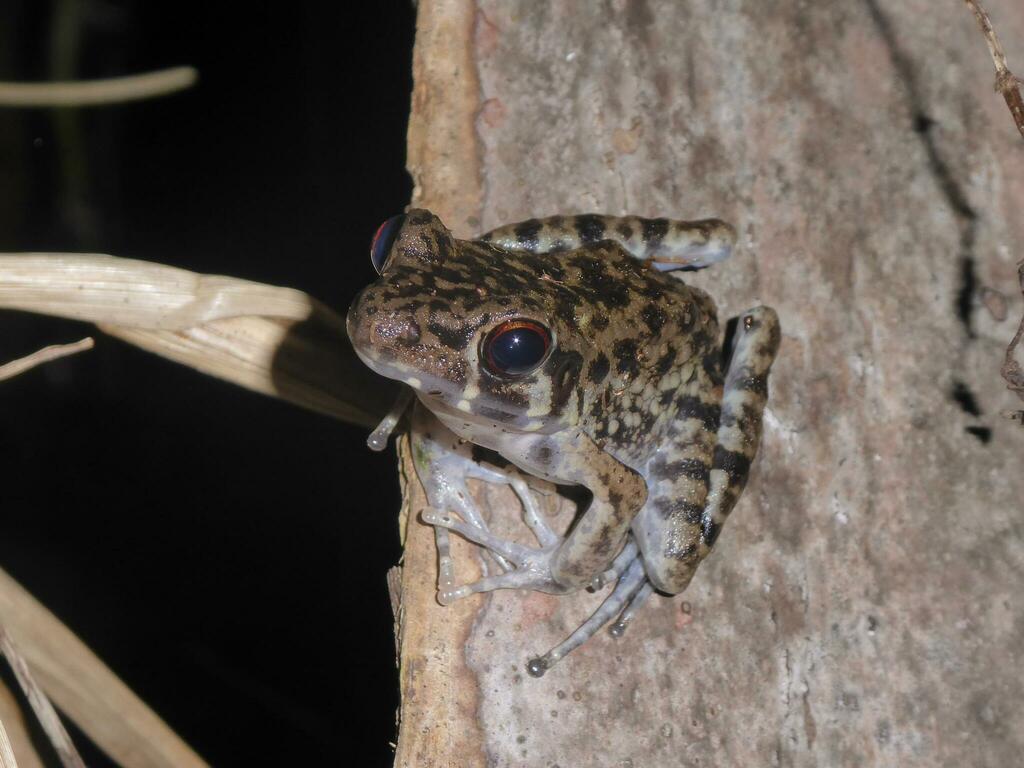 Rough-sided frog in February 2025 by Foo Chuan Wei. Frog at night ...