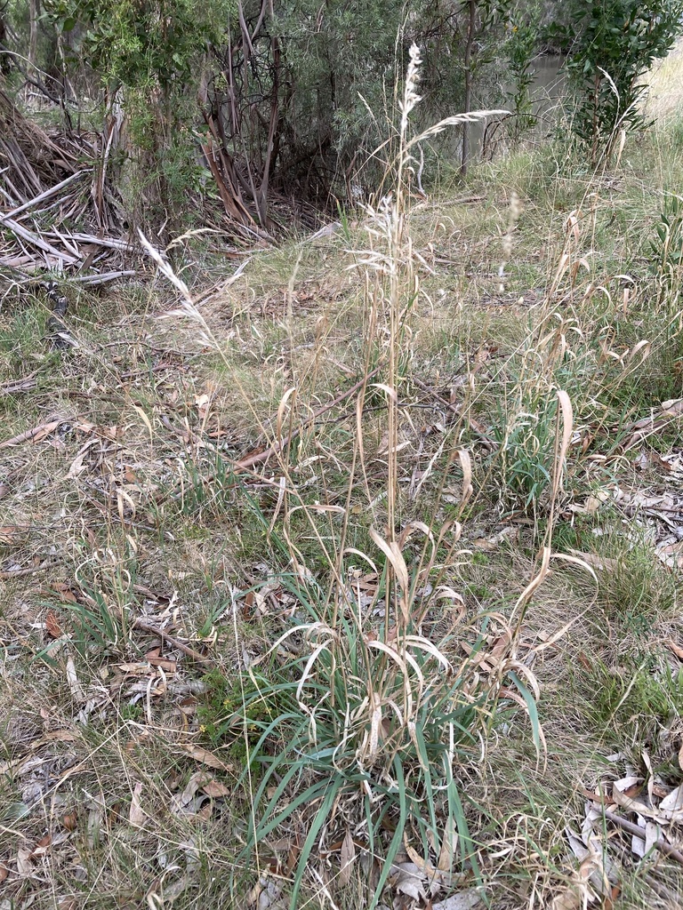 tall oat grass from La Trobe University, Bundoora, VIC, AU on February ...