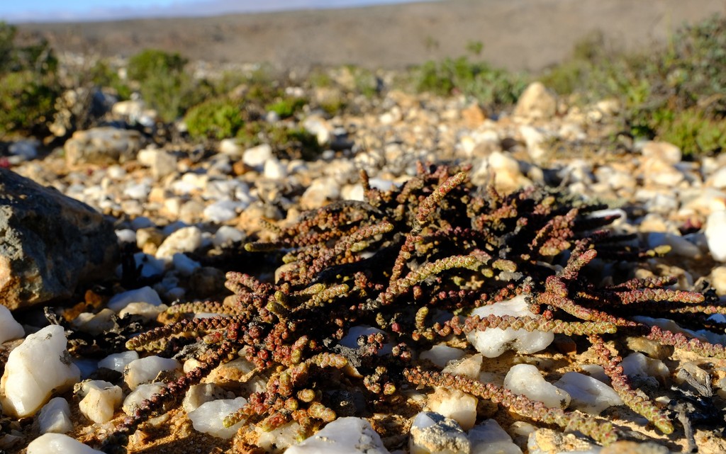 Saltworts from S Nuwerus, 2 on August 2, 2019 at 09:46 AM by Nick Helme ...