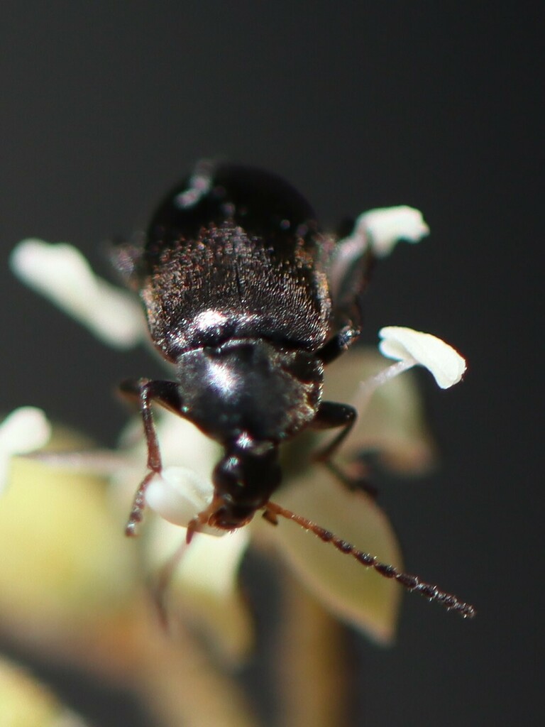 Beetles from Sydney NSW, Australia on October 11, 2024 at 12:25 PM by ...