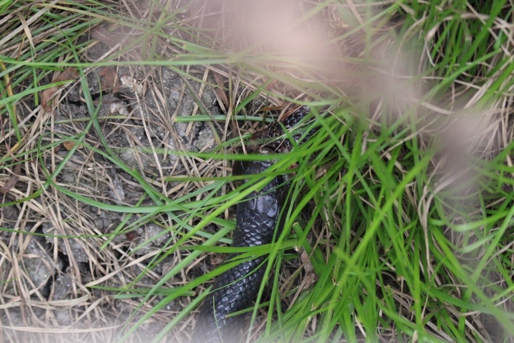 Texas Indigo Snake in February 2025 by Logan M. Smith. Two individuals ...
