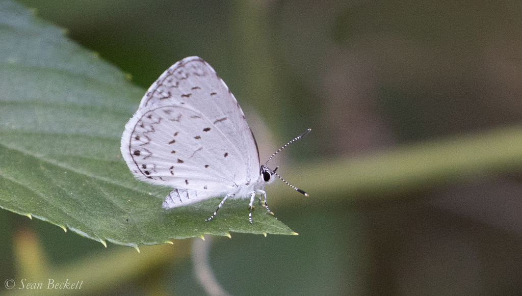 Summer Azure from Calverton, NY, USA on August 2, 2019 at 09:35 AM by ...