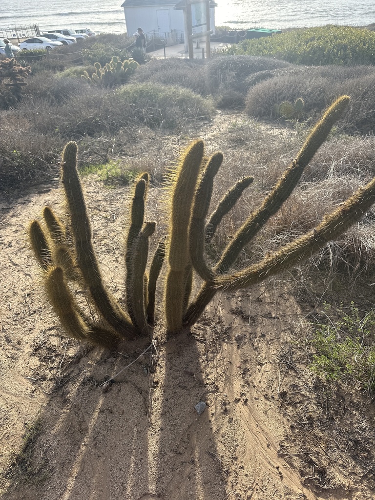 Golden-spined Cereus in February 2025 by kirthana15 · iNaturalist