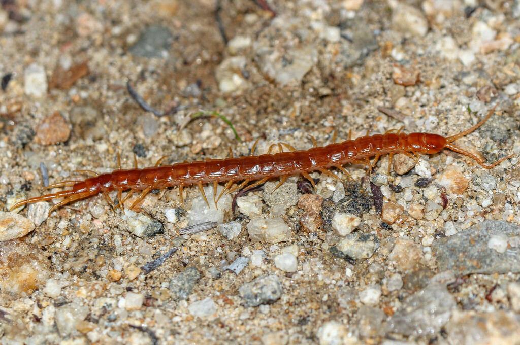 Western Fire Centipede from Thousand Oaks, CA, USA on February 18, 2025 ...