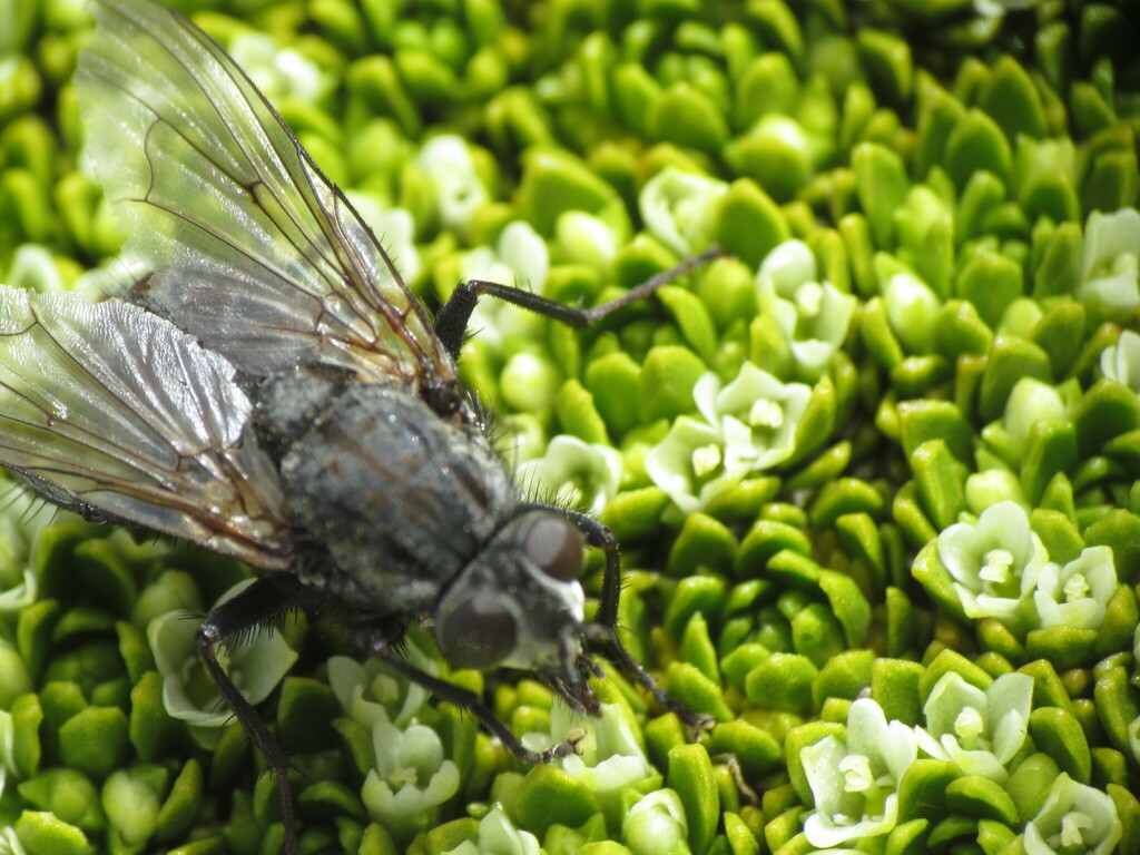 Bot Flies, Blow Flies, and Allies from Treble Cone 9382, New Zealand on ...