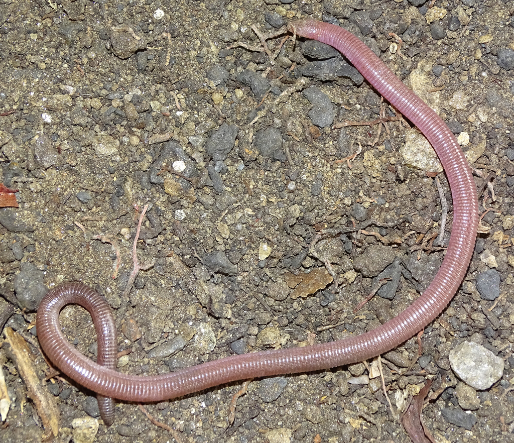 Kalahari Round-snouted Worm Lizard from Klein Windhoek, Windhoek ...