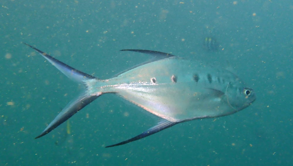 Swallowtail Dart from Sunshine Coast QLD, Australia on February 19 ...