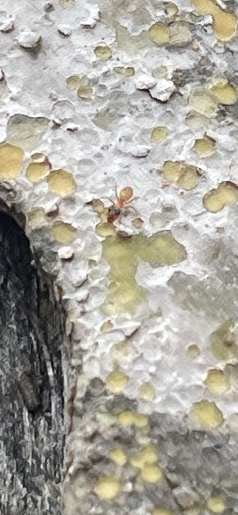 Strobe Ants from Coral Sea, Thursday Island, QLD, AU on February 19 ...