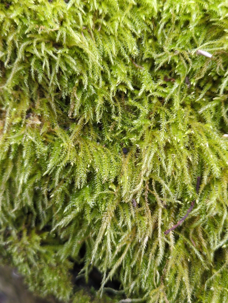 Common Striated Feather-moss from Nether Poppleton, York YO26, UK on ...