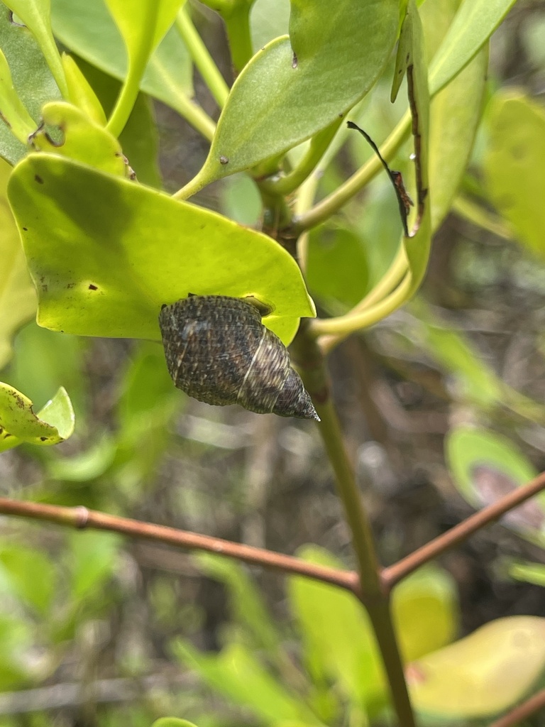 Rough Periwinkle from Thursday Island, Thursday Island, QLD, AU on ...