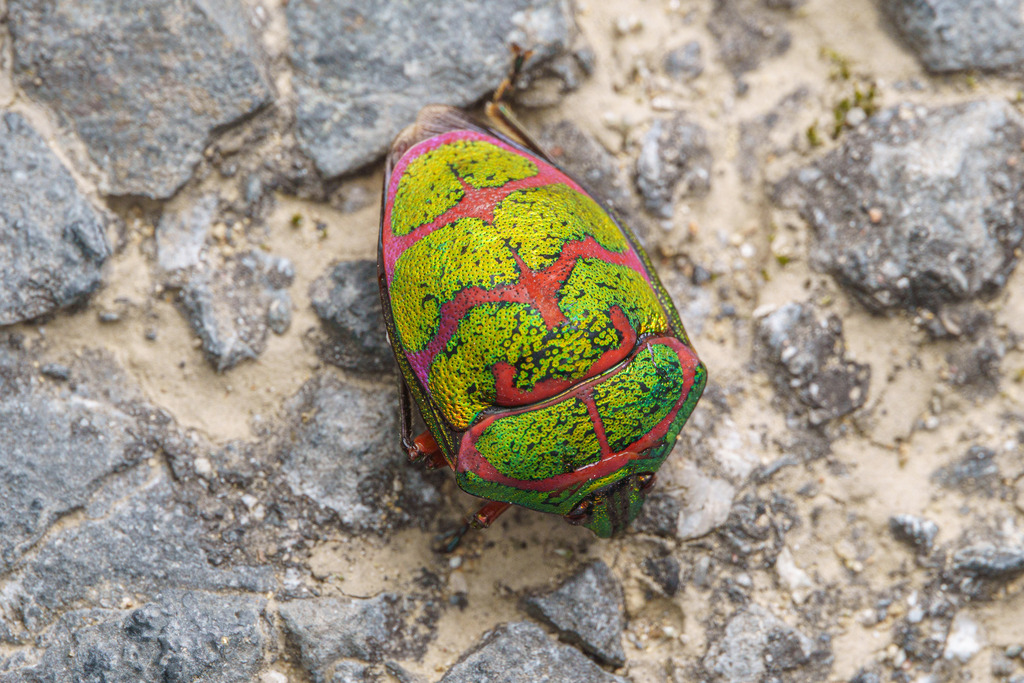 Clown Stink Bug from Lin'An, Hangzhou, Zhejiang, China on July 15, 2023 ...