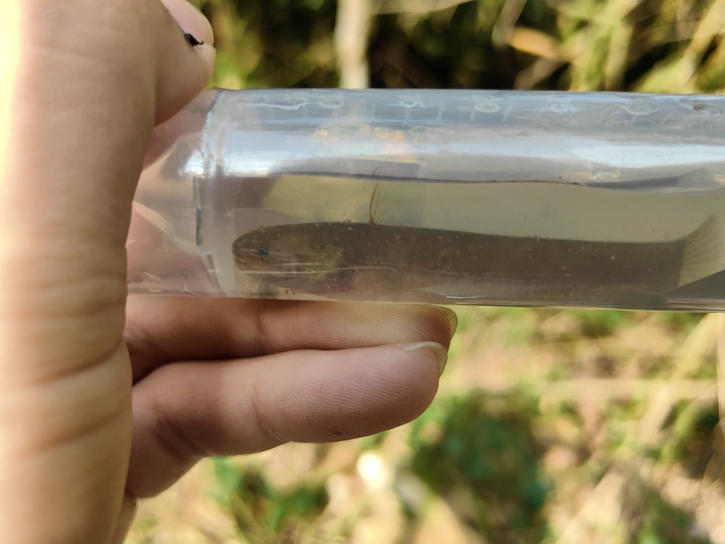 Pterocryptis in February 2025 by hsieh_will · iNaturalist